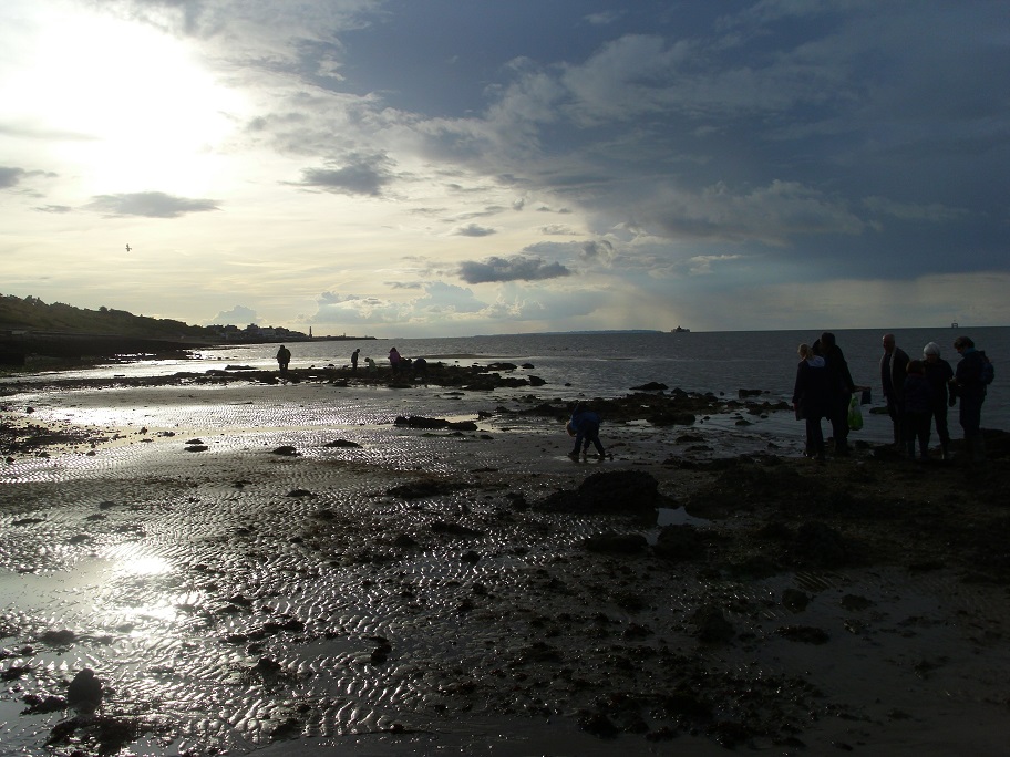 Fossil Walk report – The Seaside Museum Herne Bay